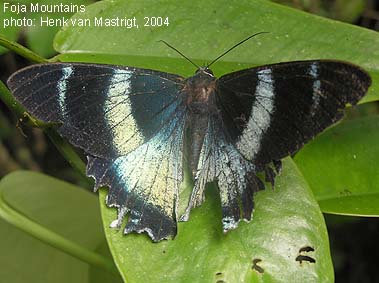 Papua Insects Foundation (Lepidoptera/Uraniidae/Uraniinae/Alcides ...